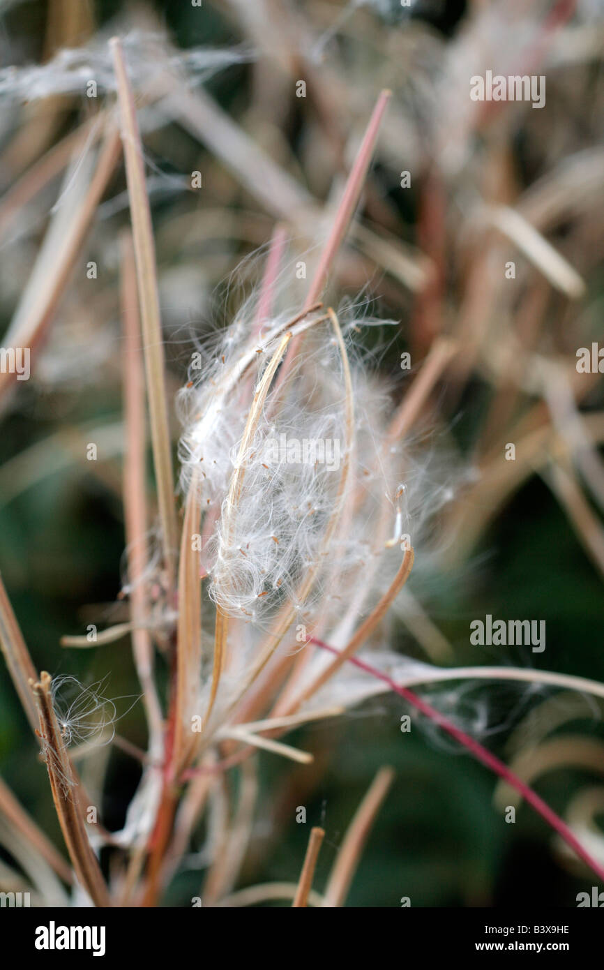 Seed dispersal wind hi-res stock photography and images - Alamy