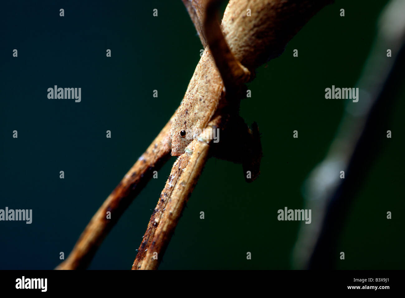 Female net-casting spider (Deinopis subrufa), also known as the Ogre ...