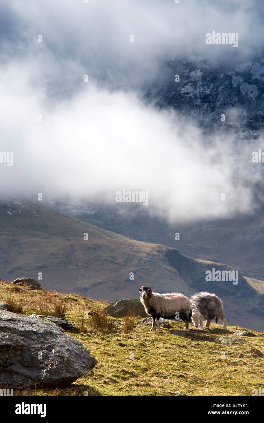Herdwick Sheep, Lake District, Cumbria, England, Europe Stock Photo - Alamy