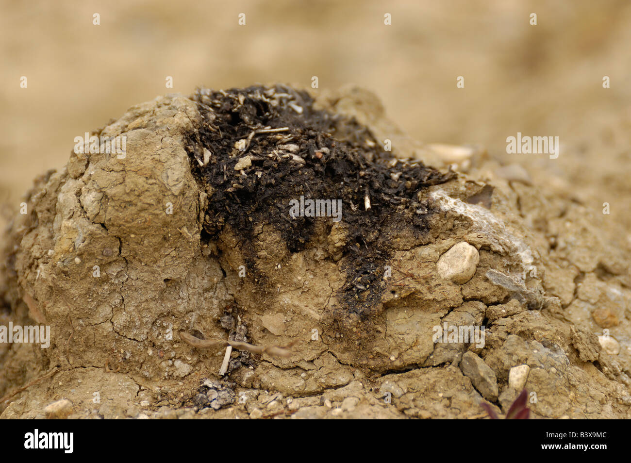 Otter spraint droppings Lutra lutra Stock Photo - Alamy