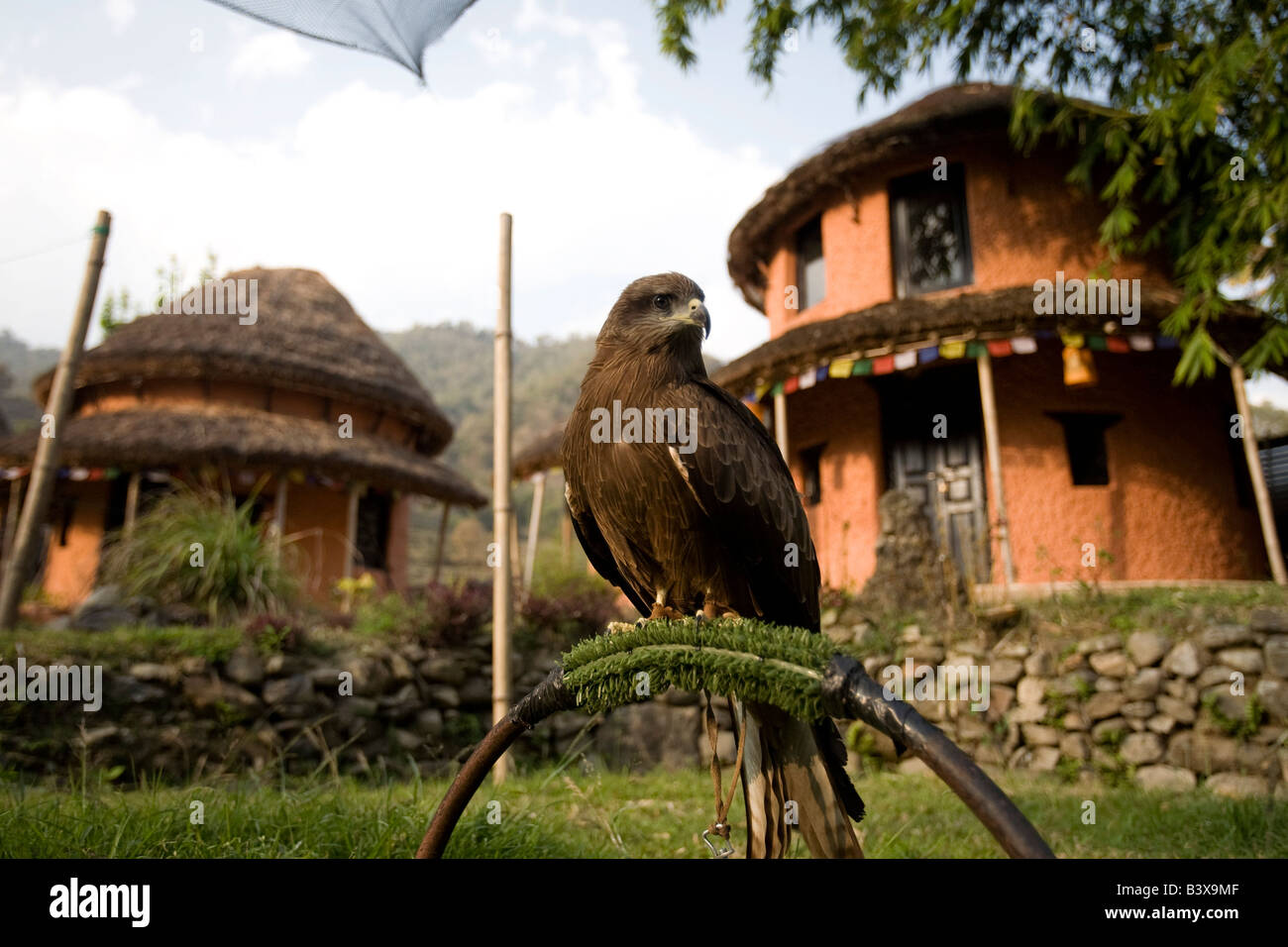A black kite (Milvus migrans) used for falconry and parahawking in ...