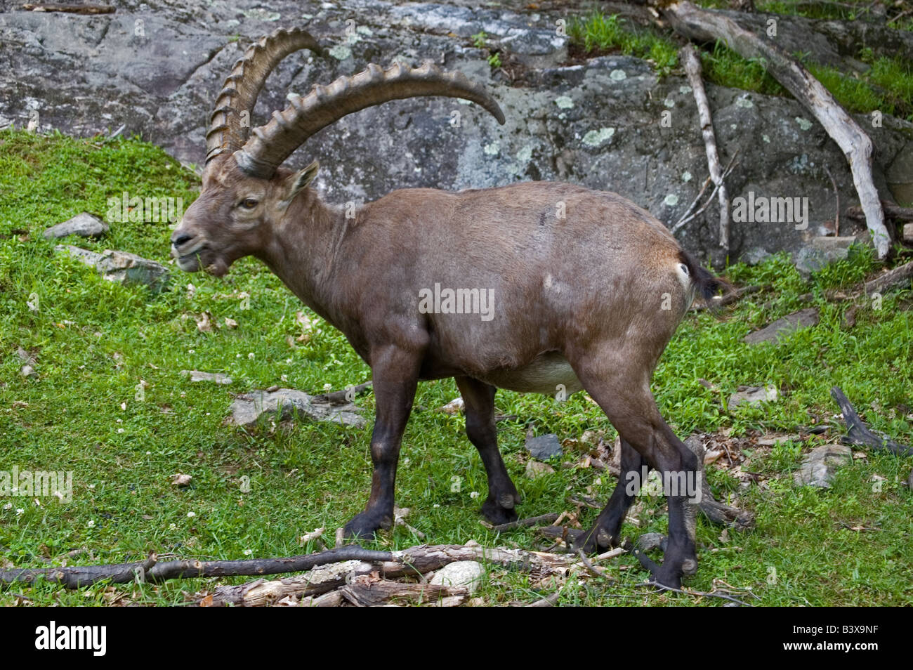 Canada ibex hi-res stock photography and images - Alamy