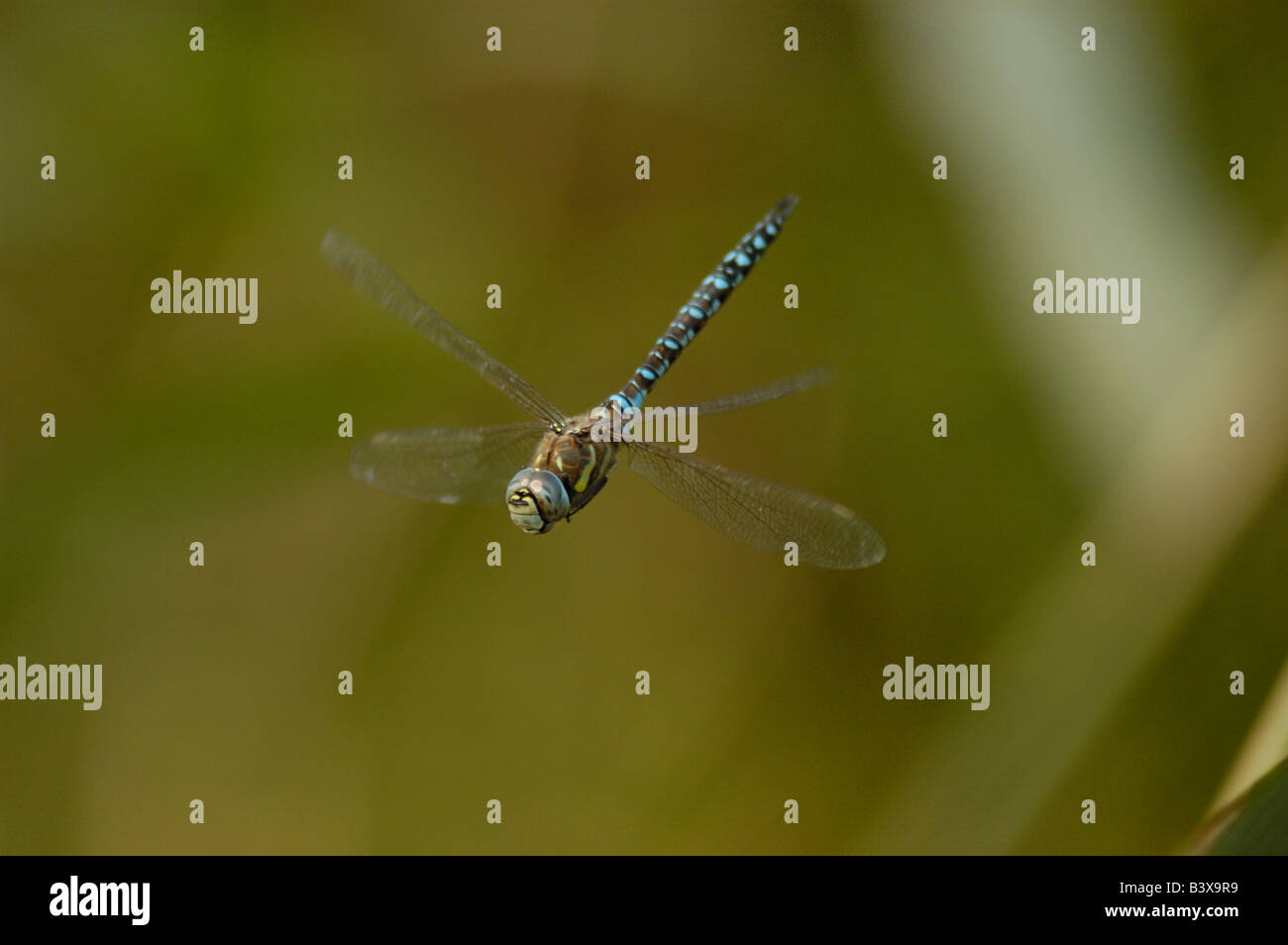 Migrant Hawker dragonfly in flight Stock Photo - Alamy