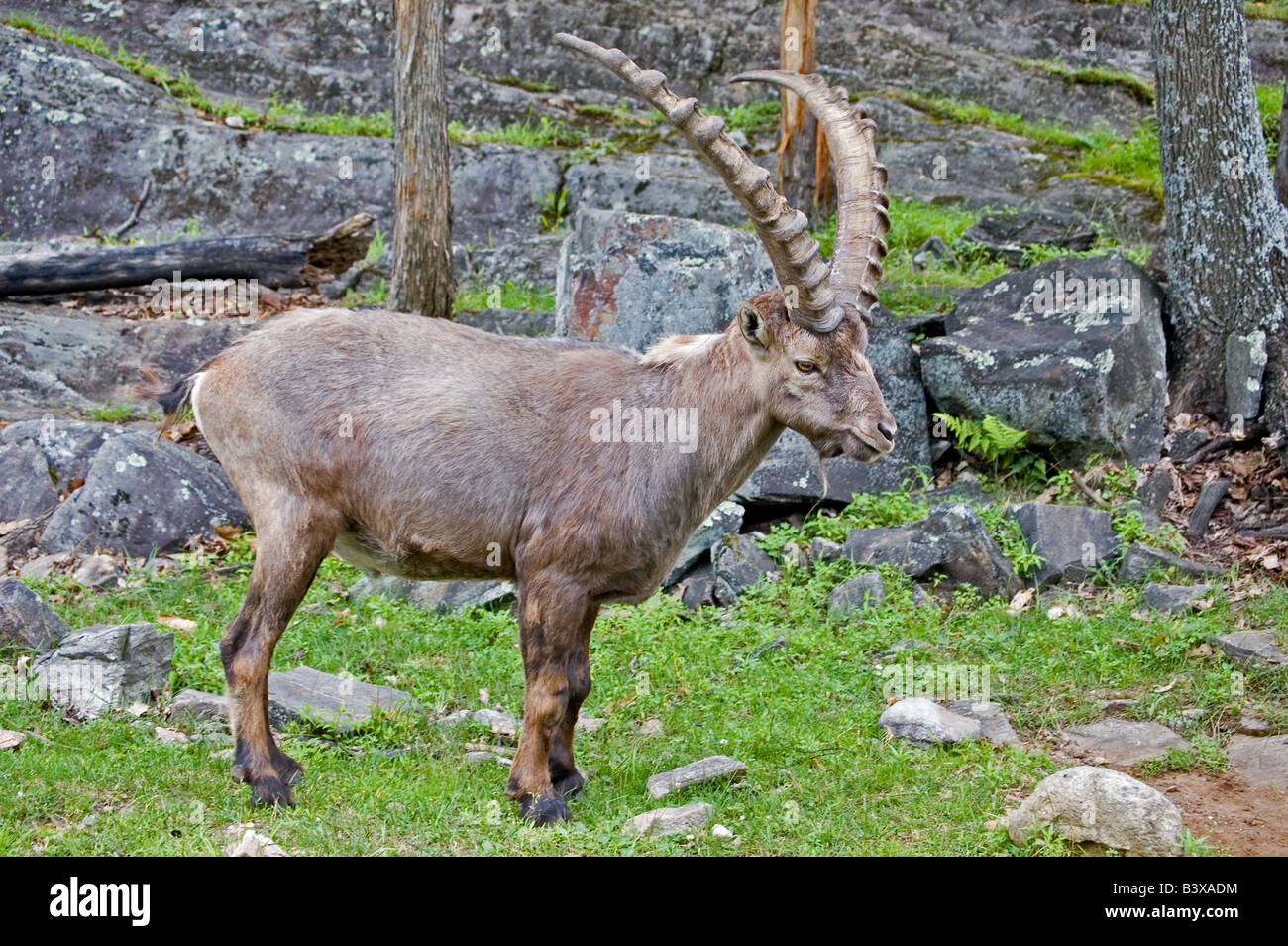 Standing Alpine Ibex Stock Photo - Alamy
