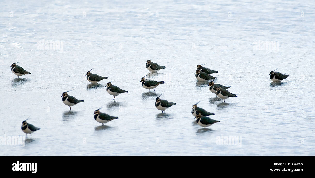 Lapwing flock in water Stock Photo - Alamy