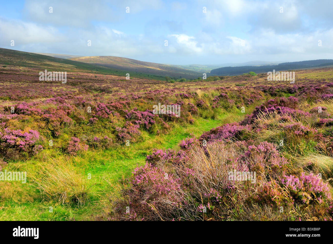 Heather In Full Bloom High Resolution Stock Photography and Images - Alamy
