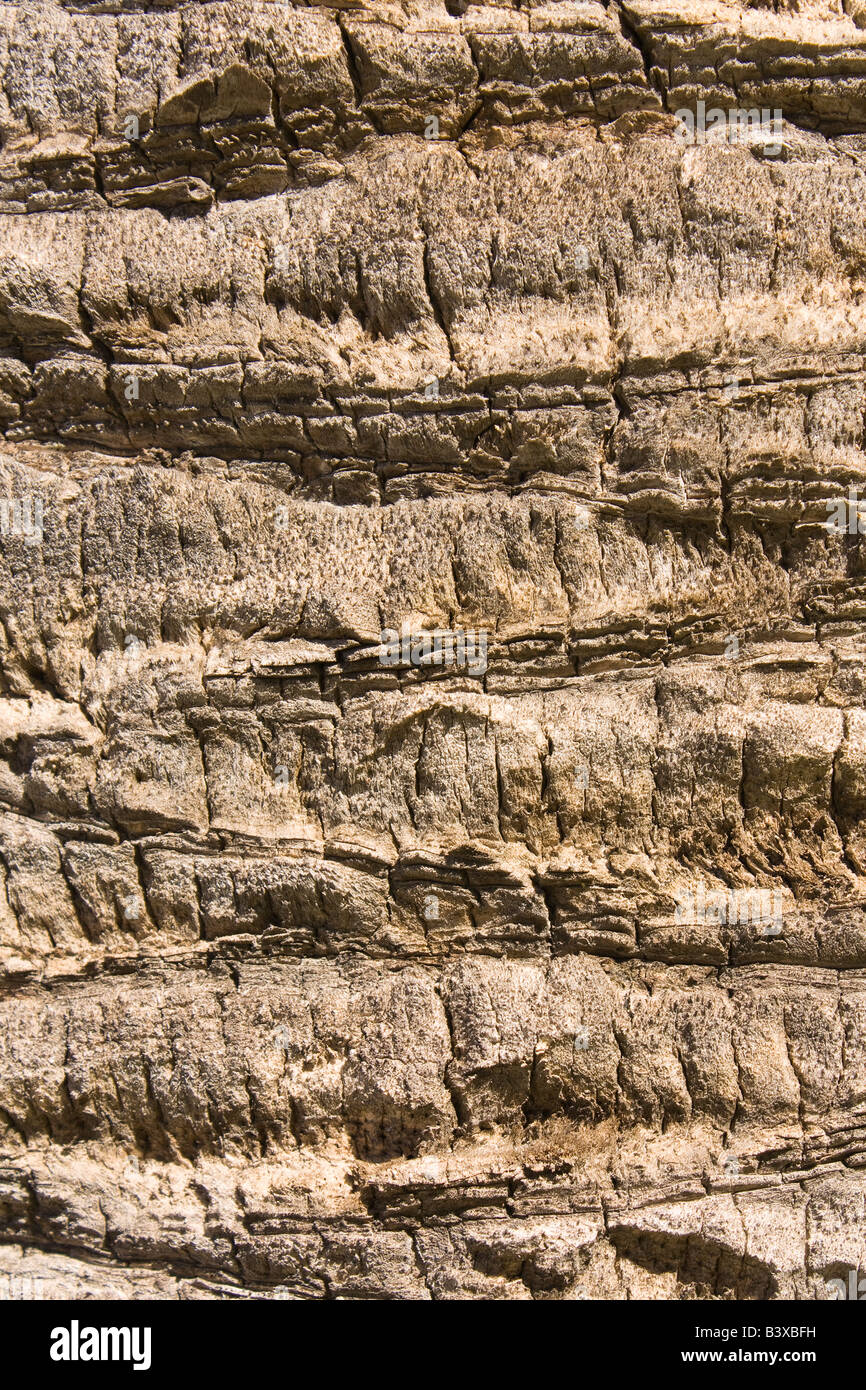 Palm tree texture close up background Stock Photo - Alamy