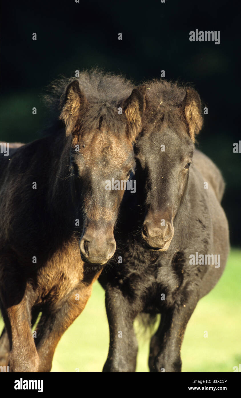Pair pony hi-res stock photography and images - Alamy