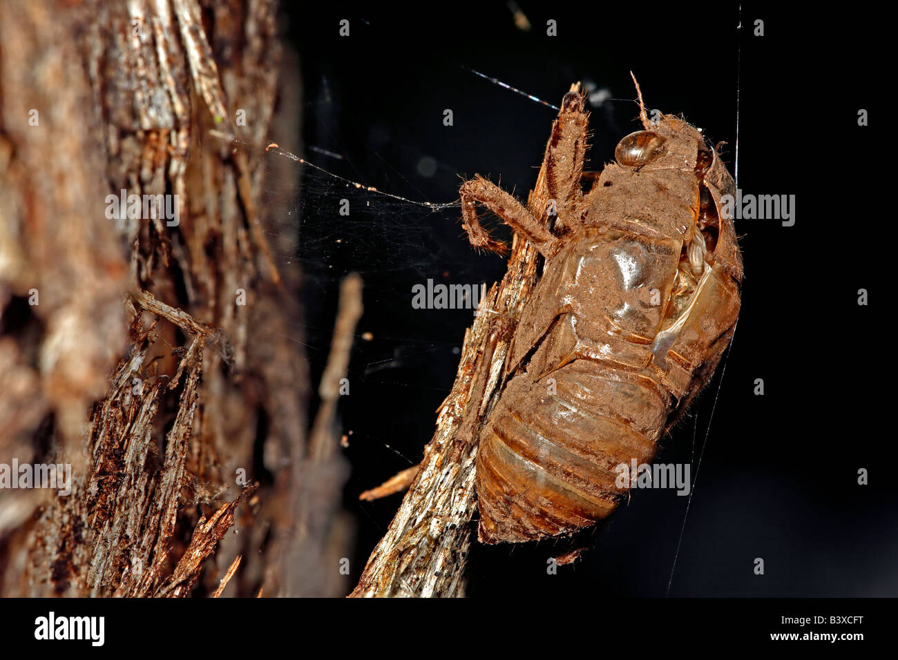 Nymphal shell (exuviae) of a recently hatched Australian cicada on a ...