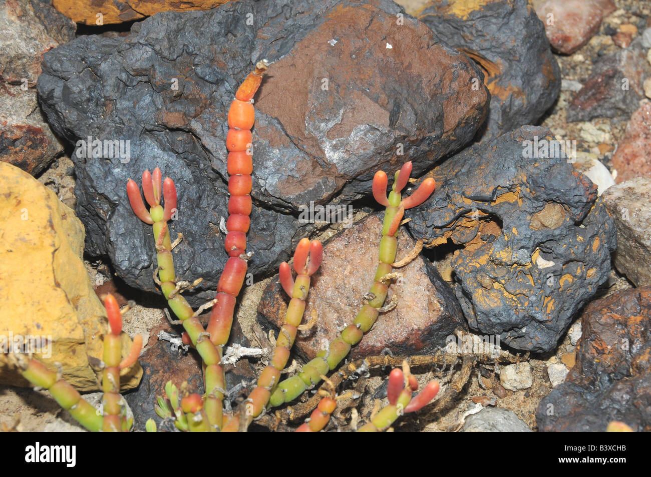 Succulent Vygie Stems Stock Photo - Alamy