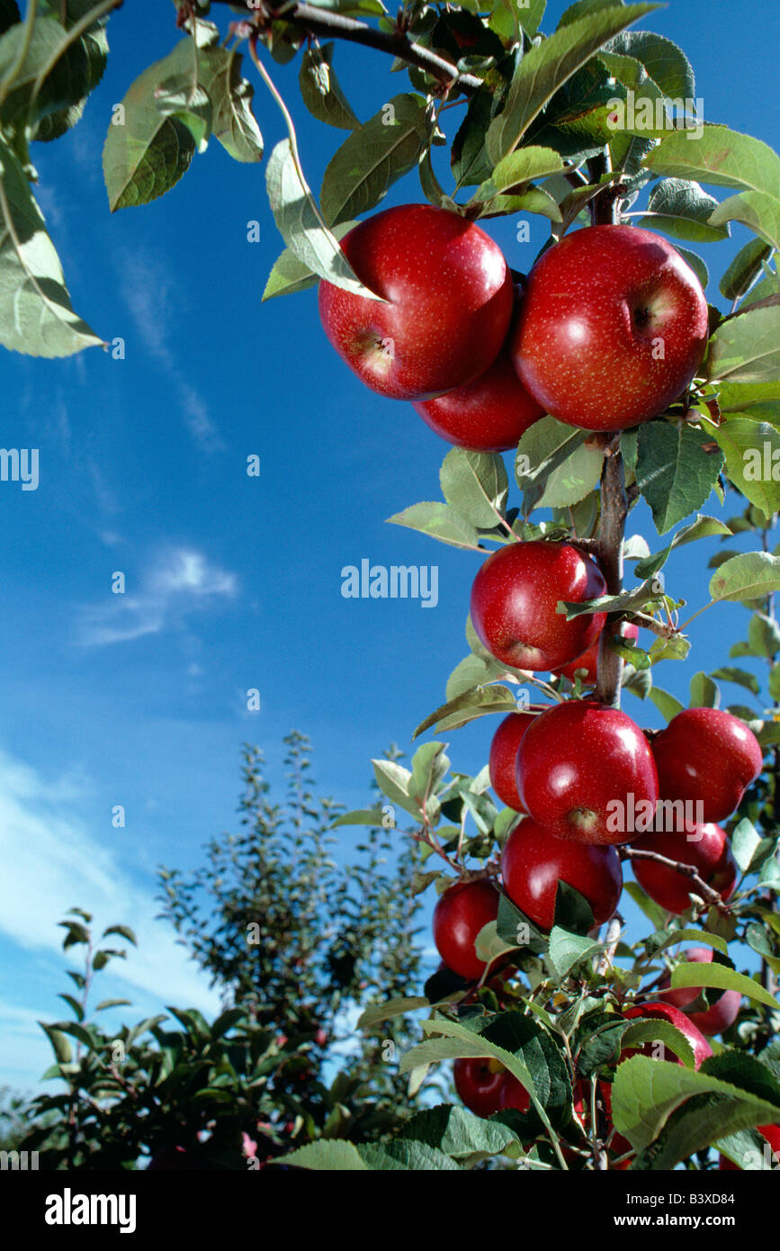 Hudson valley apple orchard hi-res stock photography and images - Alamy