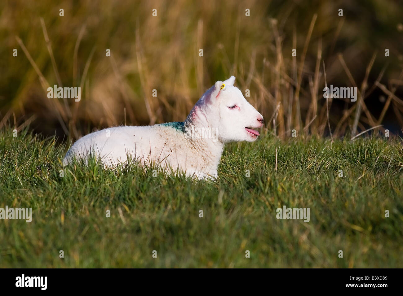 Spring Lamb Lying in grass Stock Photo - Alamy