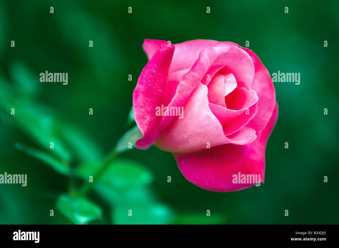 Single pink rose Stock Photo - Alamy