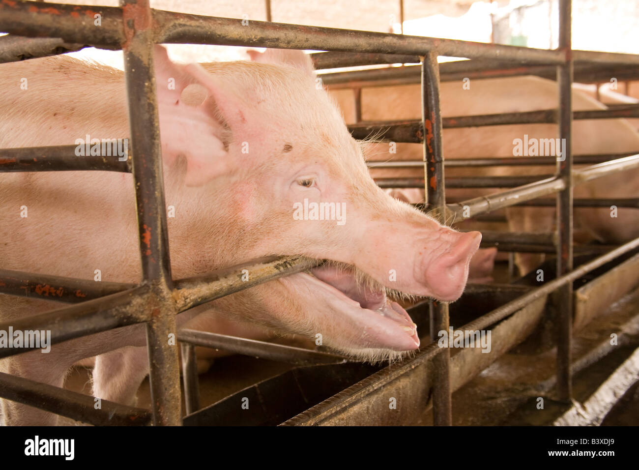pig farm in Kafuie Lusaka Zambia Africa Stock Photo - Alamy