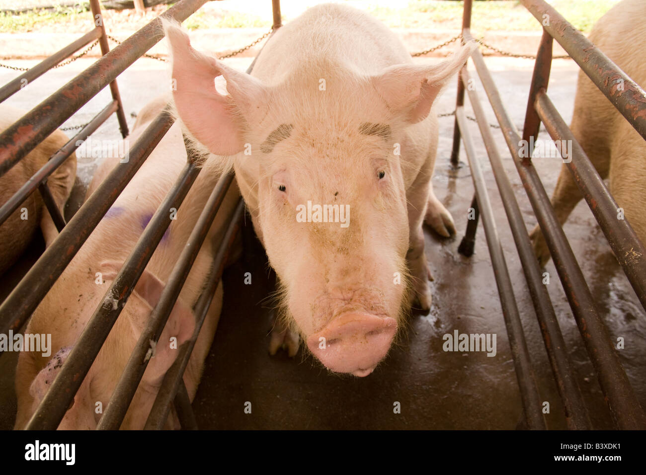 Pig with eyebrow markings on a pig farm in Kafuie Lusaka Zambia Africa ...