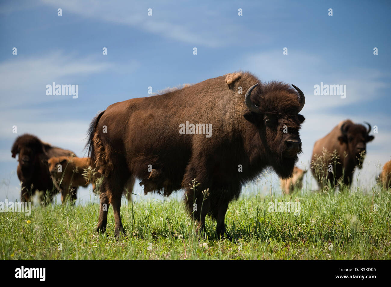 Buffalo in a field Stock Photo - Alamy