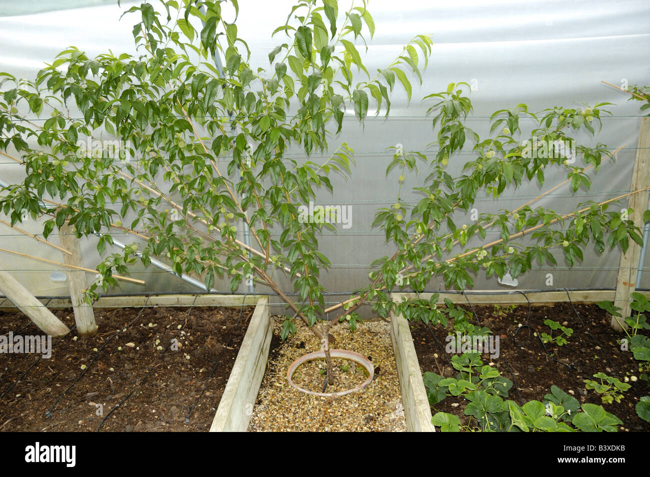 Fan trained Peach tree in polytunnel Stock Photo - Alamy