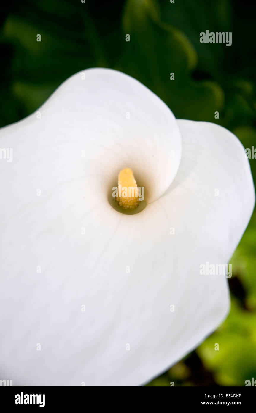 Single white lily in spring hi-res stock photography and images - Alamy