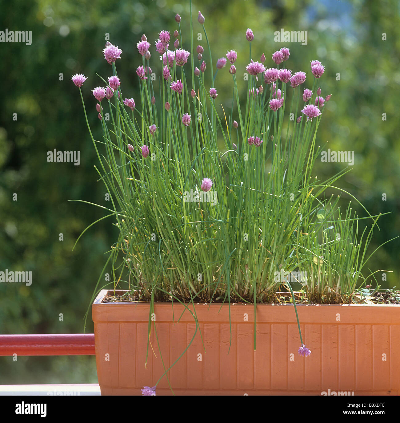 chive / Allium schoenoprasum Stock Photo - Alamy