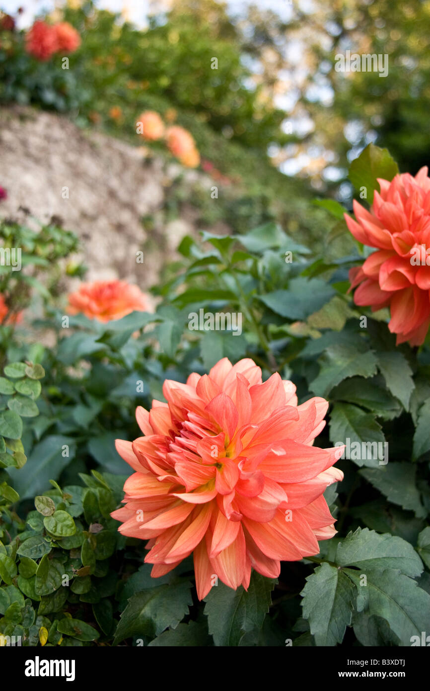 Orange roses growing along a garden wall Stock Photo - Alamy