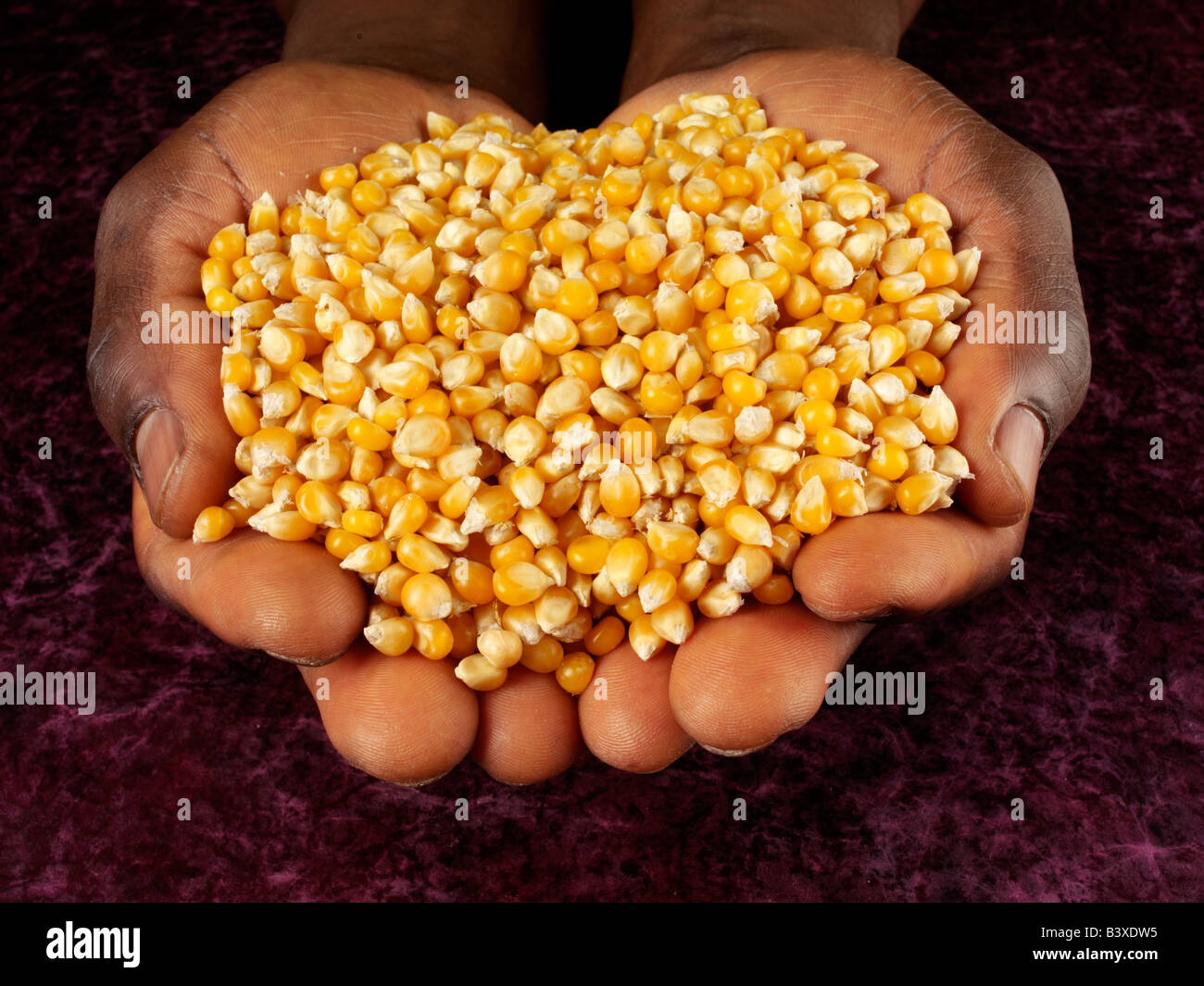 MAN HOLDING CORN KERNELS Stock Photo - Alamy