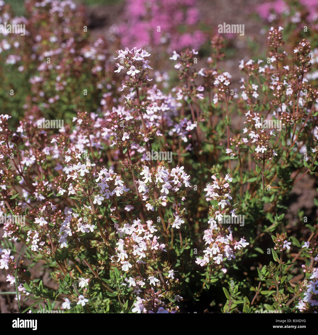 common thyme / Thymus vulgaris Stock Photo - Alamy