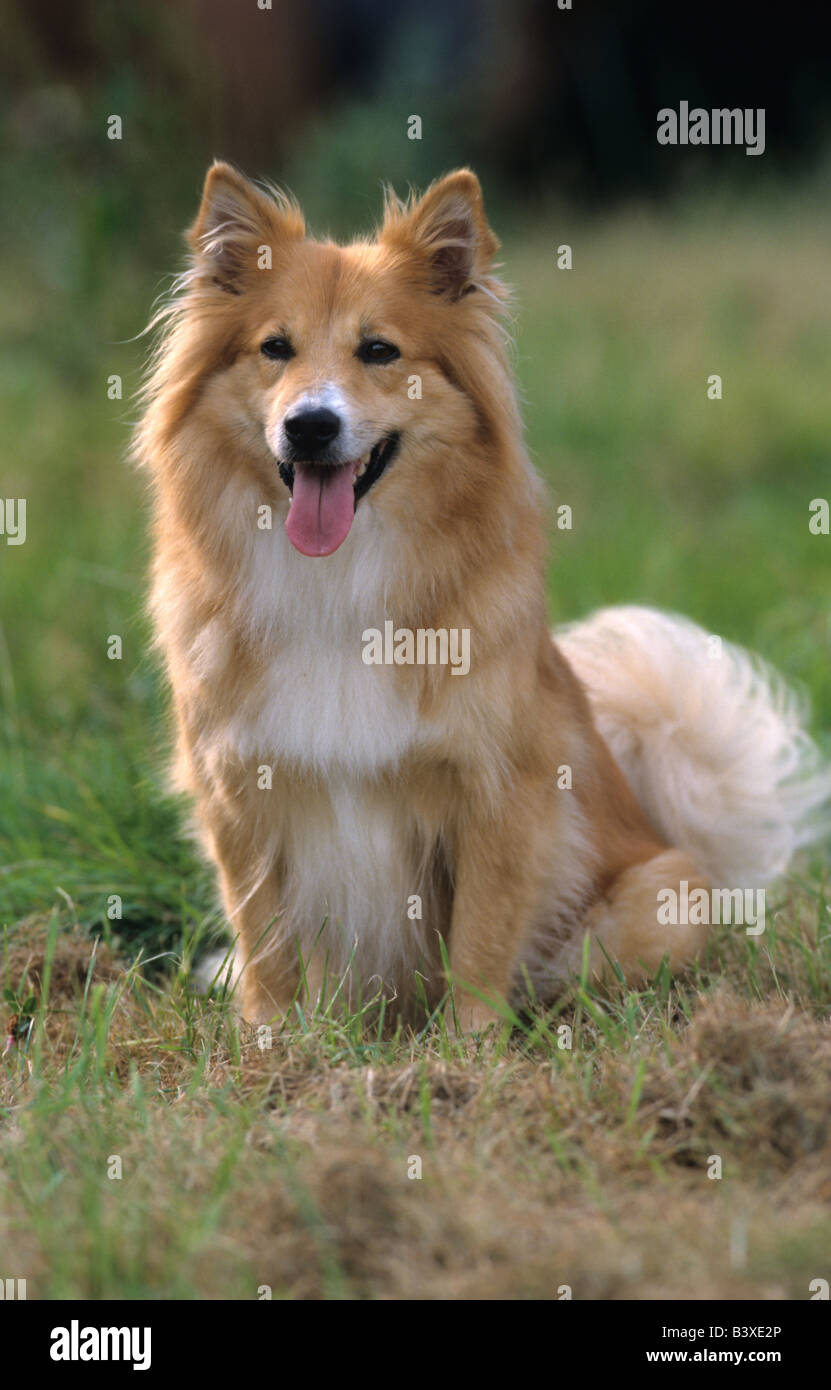 Icelandic Dog, Icelandic Sheepdog (Canis lupus familiaris) sitting in ...