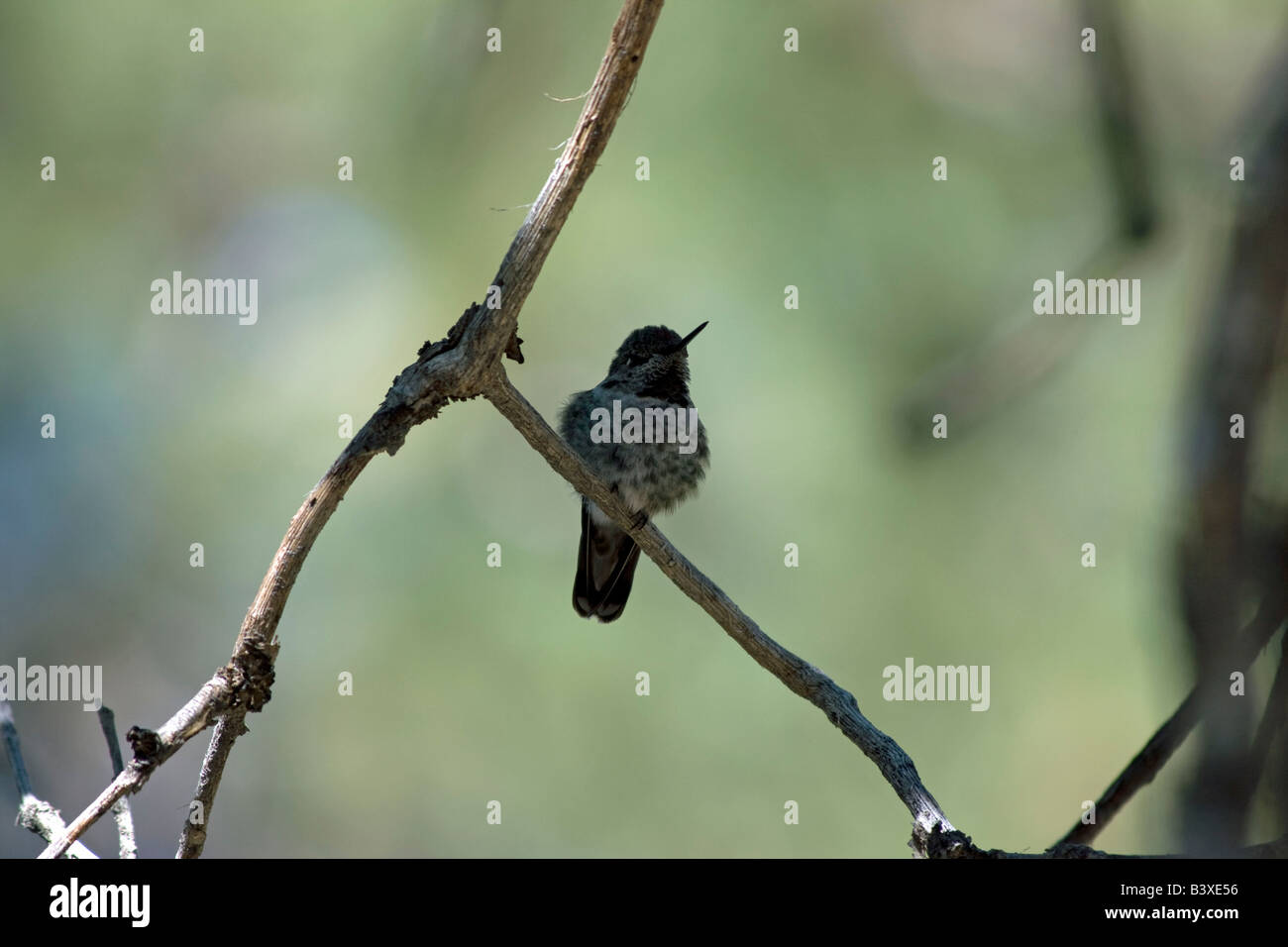 A female humming bird rest on a limb waiting for the male to leave the ...