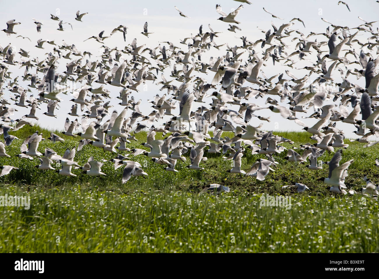 A large flock of birds Stock Photo - Alamy