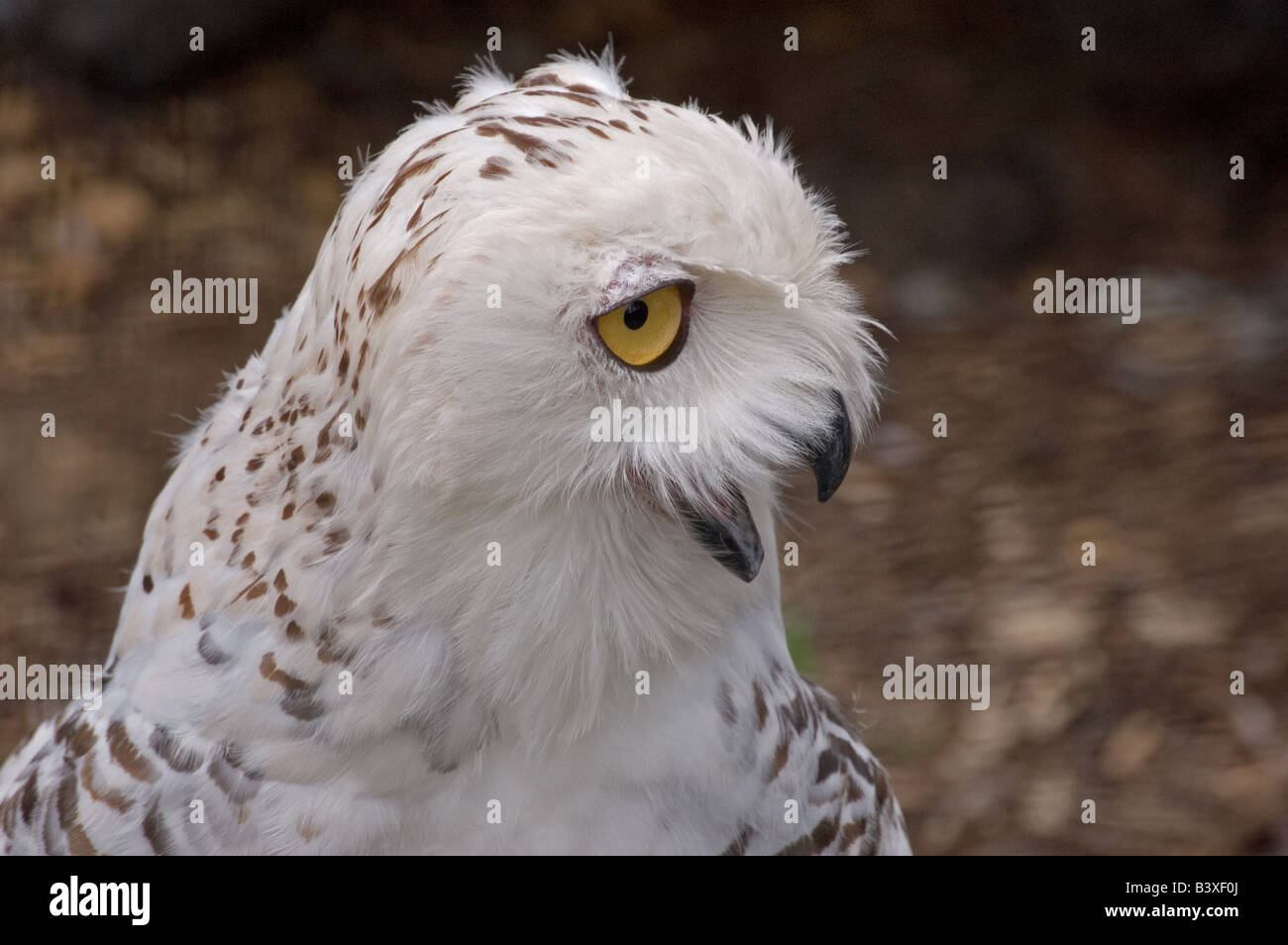 An angry Snowy Owl Stock Photo - Alamy