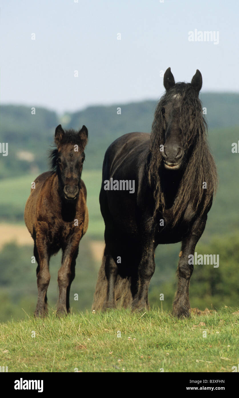 Fell Pony (Equus caballus), mare with foal Stock Photo - Alamy
