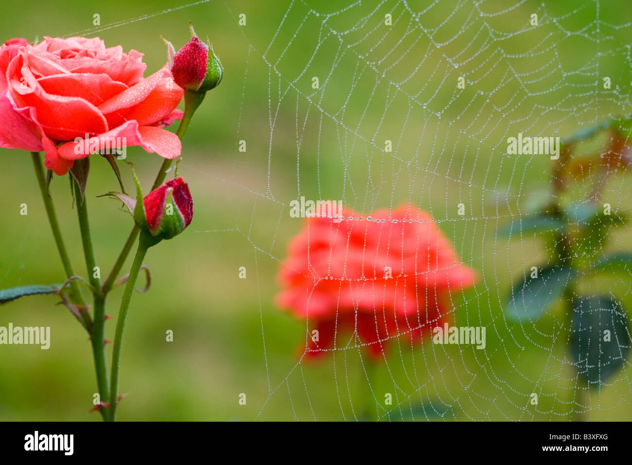 Dew on spiderweb and rose bush Stock Photo - Alamy
