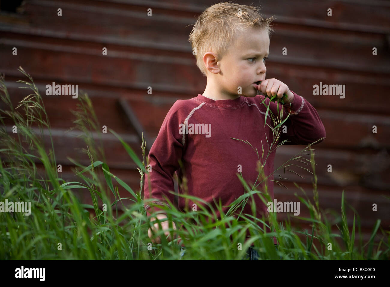 A young boy chewing on grass Stock Photo - Alamy