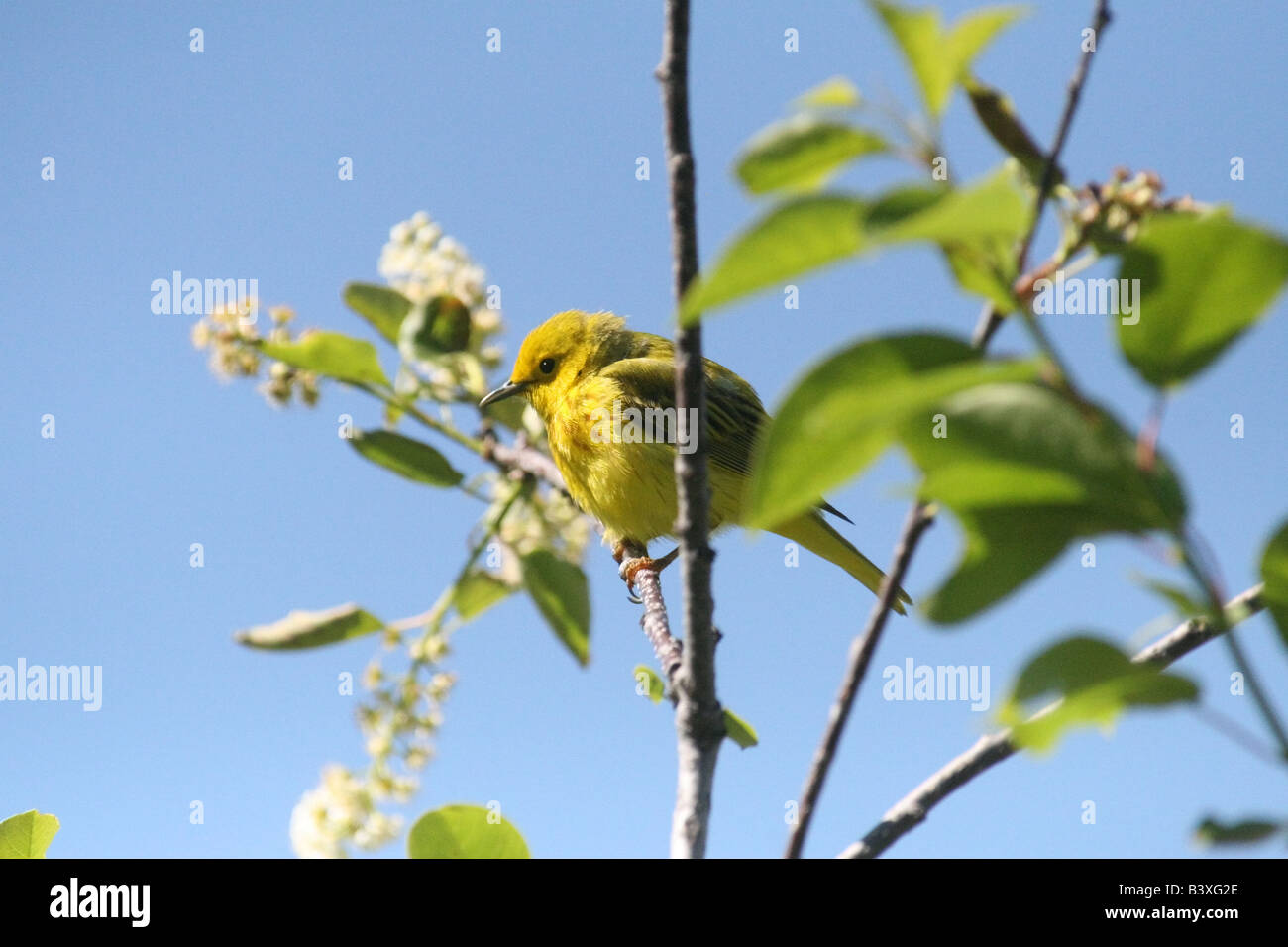 Bird eating bugs hi-res stock photography and images - Alamy
