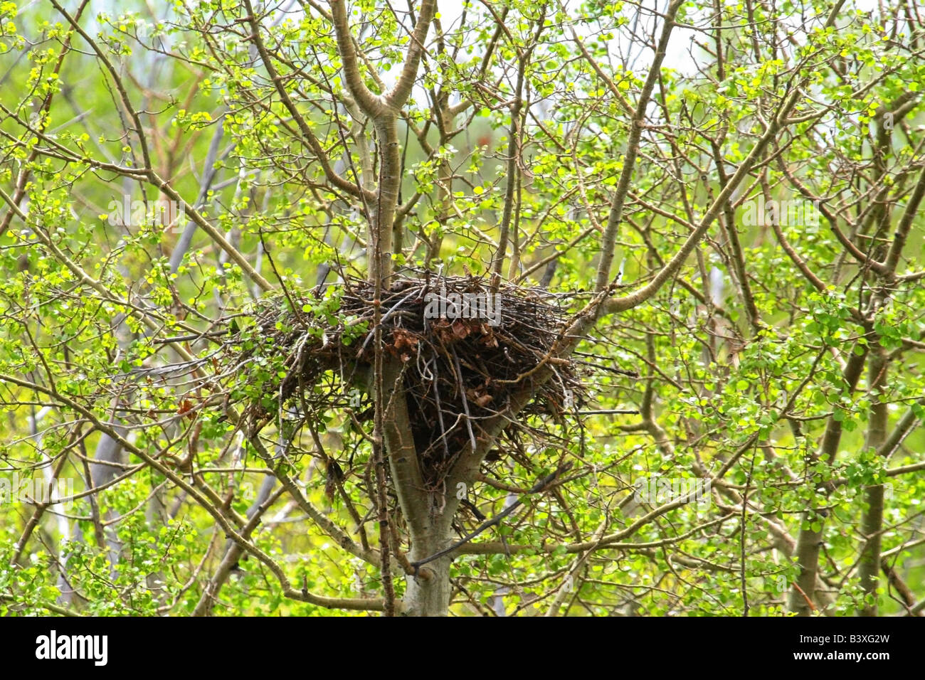 Horizontal Hawk's nest in an aspen tree Stock Photo - Alamy