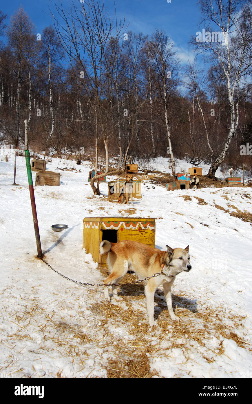 Siberian huskies ready to go dog sledding at Listvyanka near Lake ...