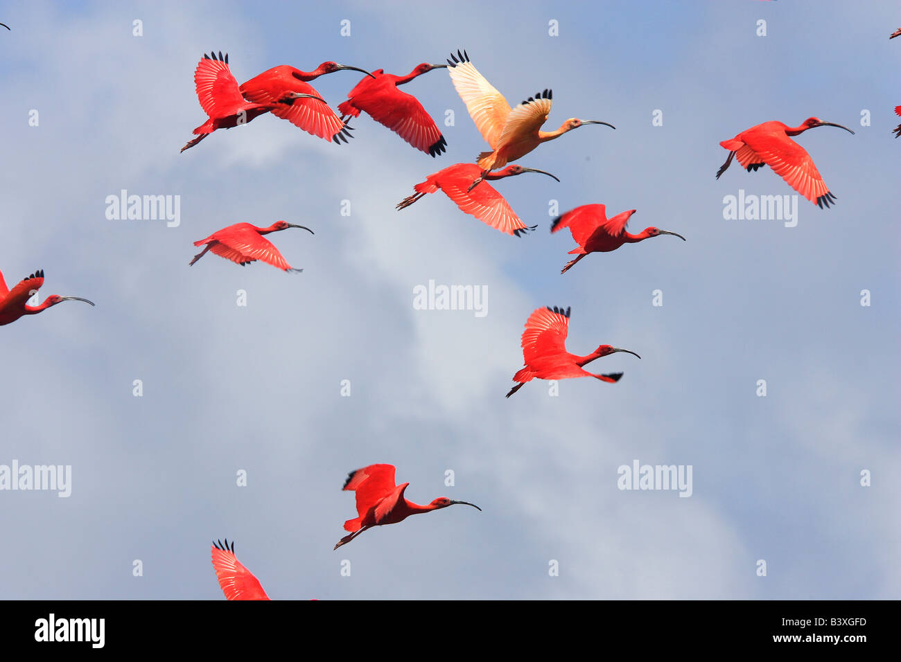 Scarlet Ibis (Eudocimus ruber), flock in flight Stock Photo - Alamy