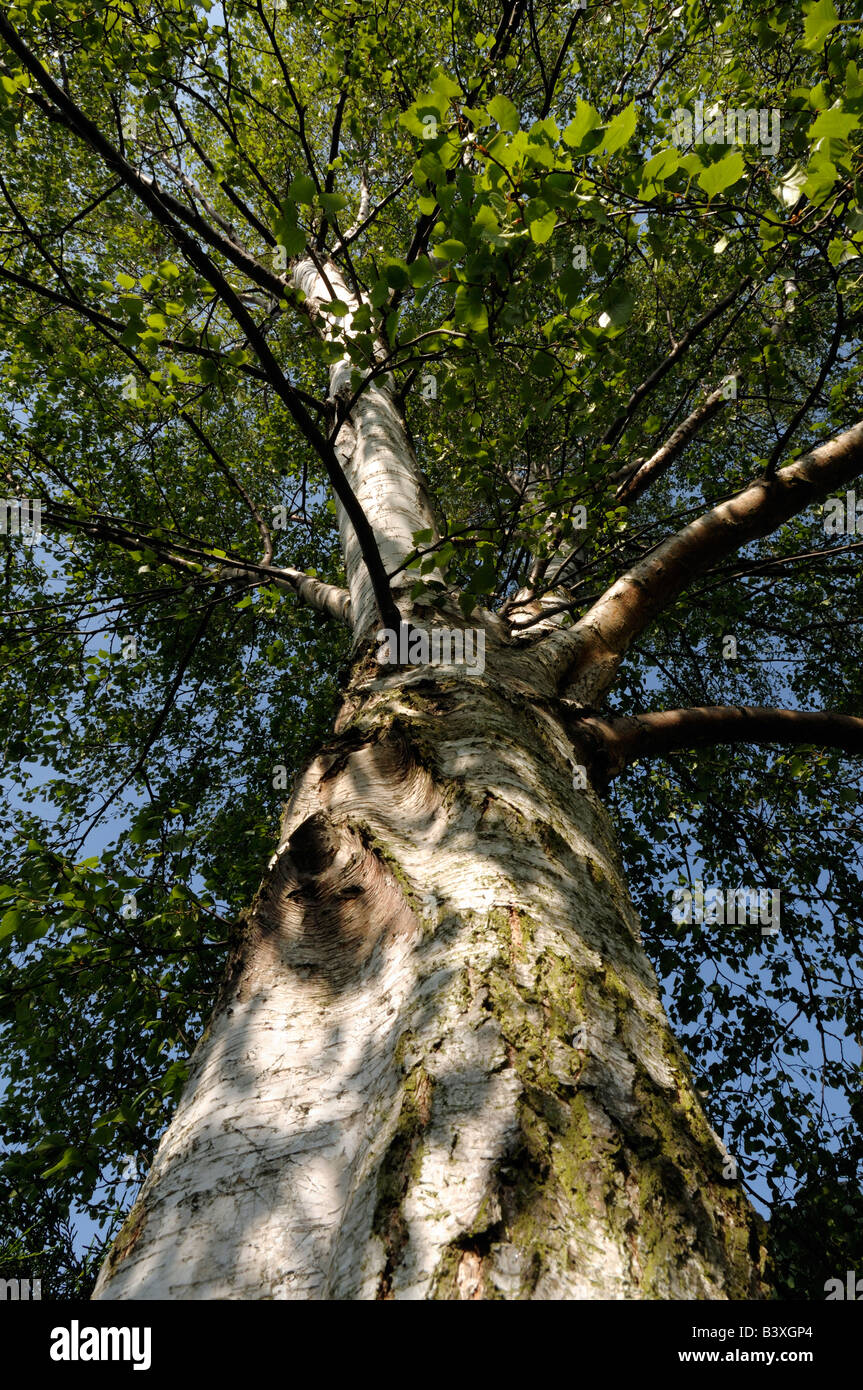 Silver birch tree Stock Photo - Alamy