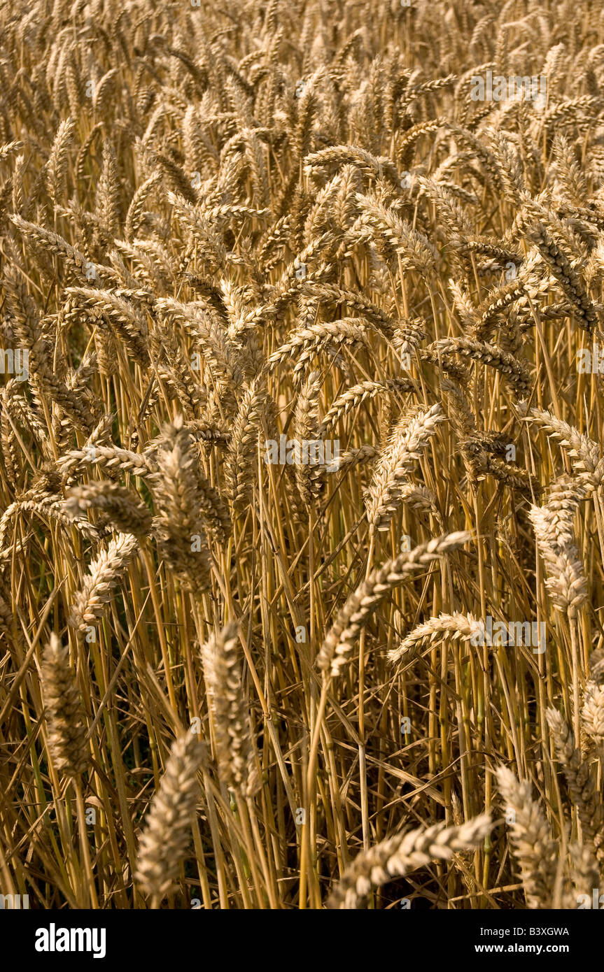 English crops hi-res stock photography and images - Alamy