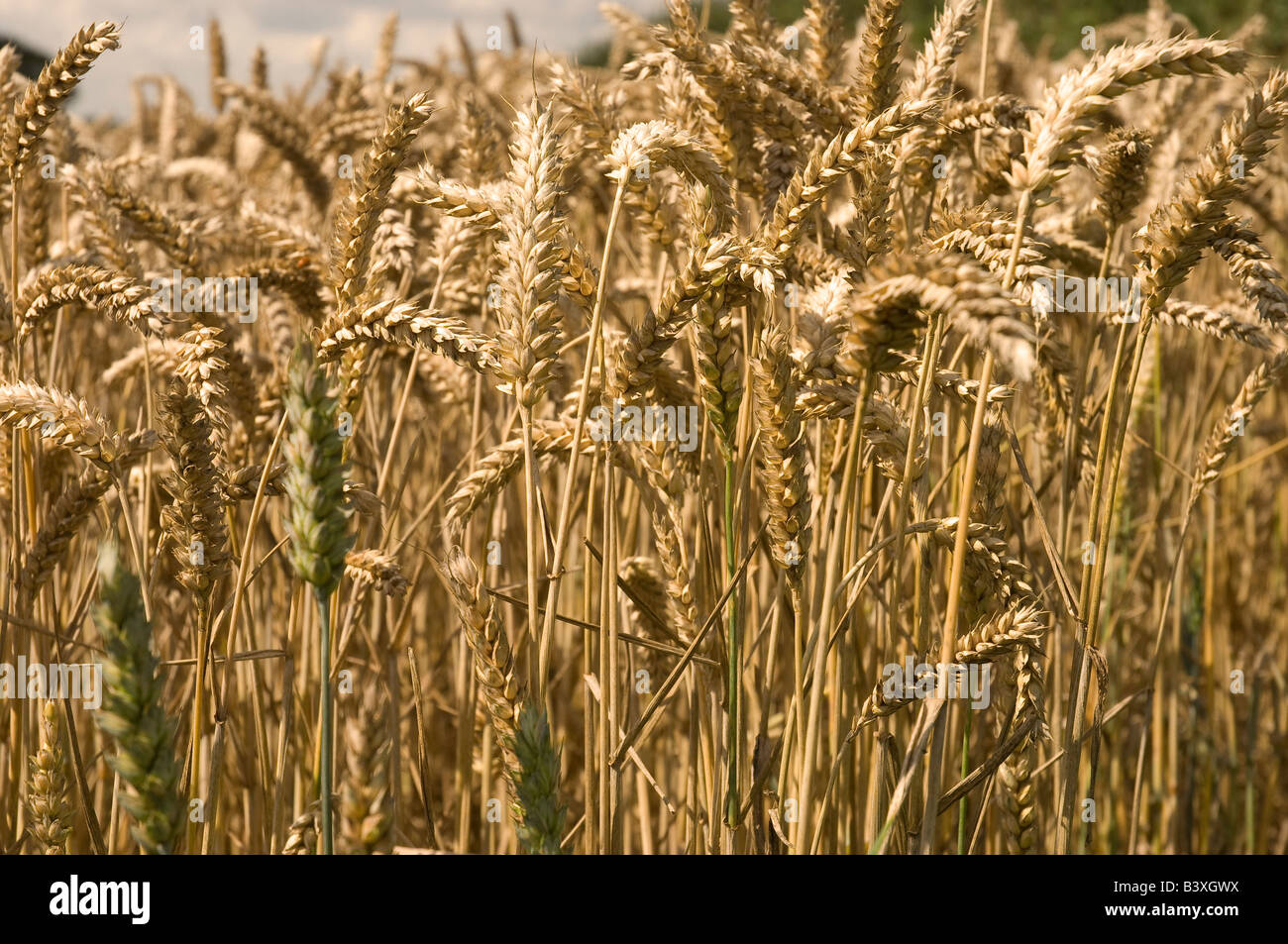 Close up of wheat crop crops growing in field fields in summer ...