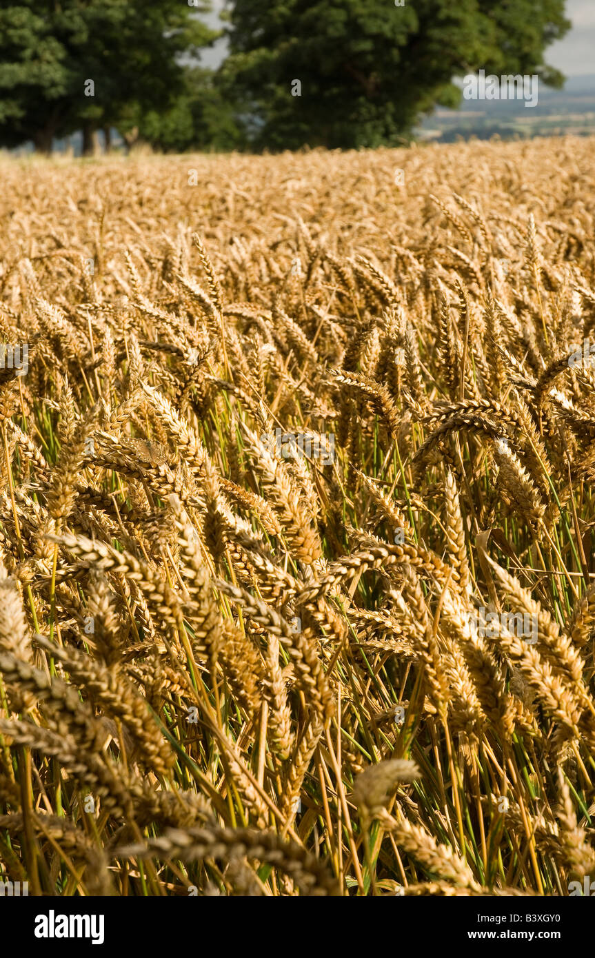 Field of wheat summer crops close up North Yorkshire England UK United ...