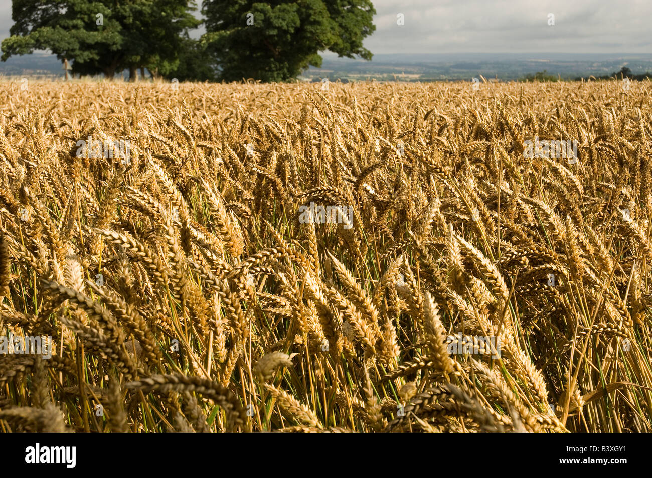 Britain farm fields crops hi-res stock photography and images - Alamy