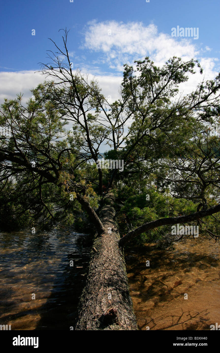 Naturally fallen tree hi-res stock photography and images - Alamy