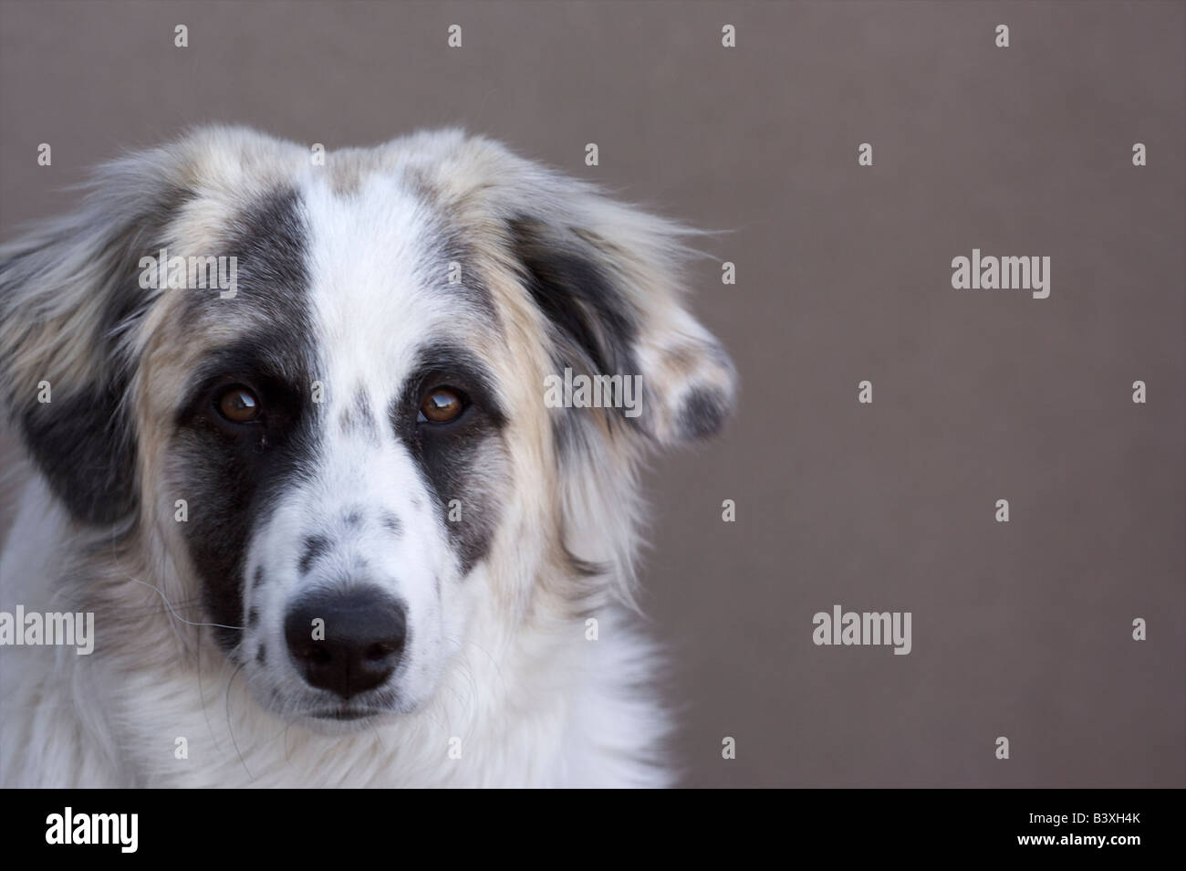 Australian Shepherd Black And White Spotted
