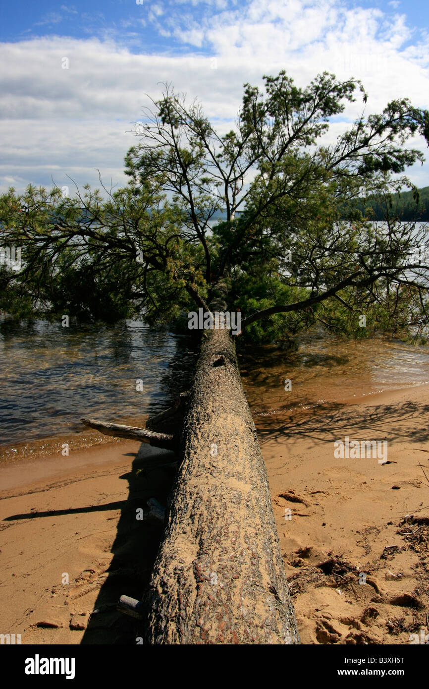 Naturally fallen tree on the shore in USA US nobody vertical hi-res ...