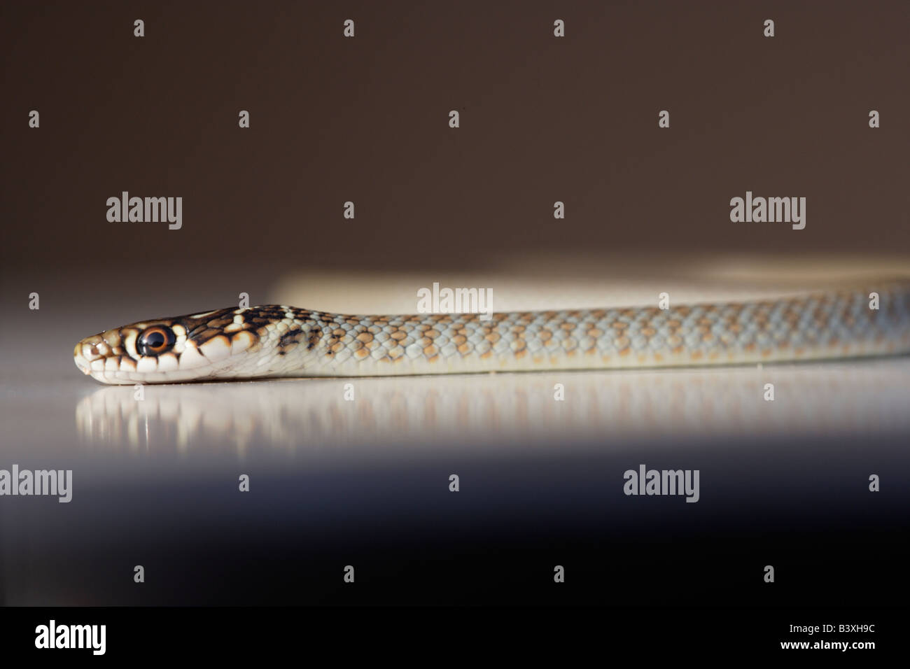 Small Snake High Resolution Stock Photography and Images - Alamy