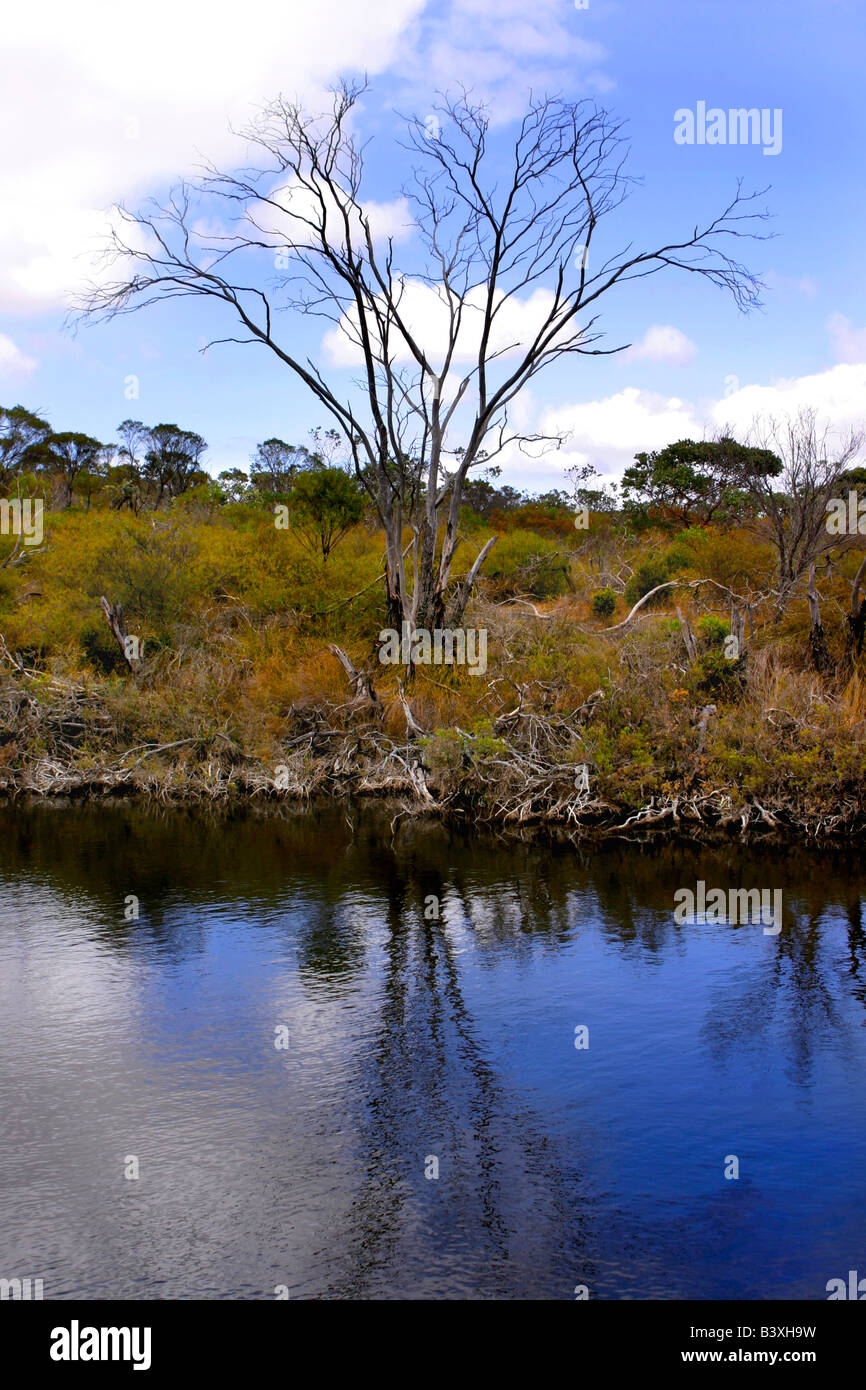 Tree reflecting in water Stock Photo - Alamy