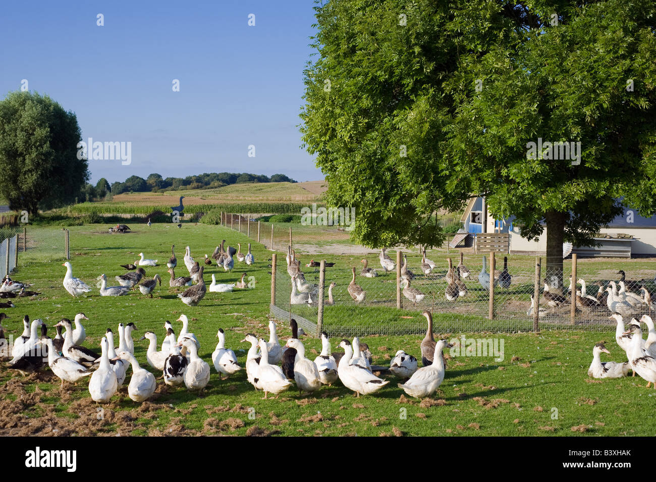 POULTRY FARMING WITH GEESE NORMANDY FRANCE Stock Photo - Alamy