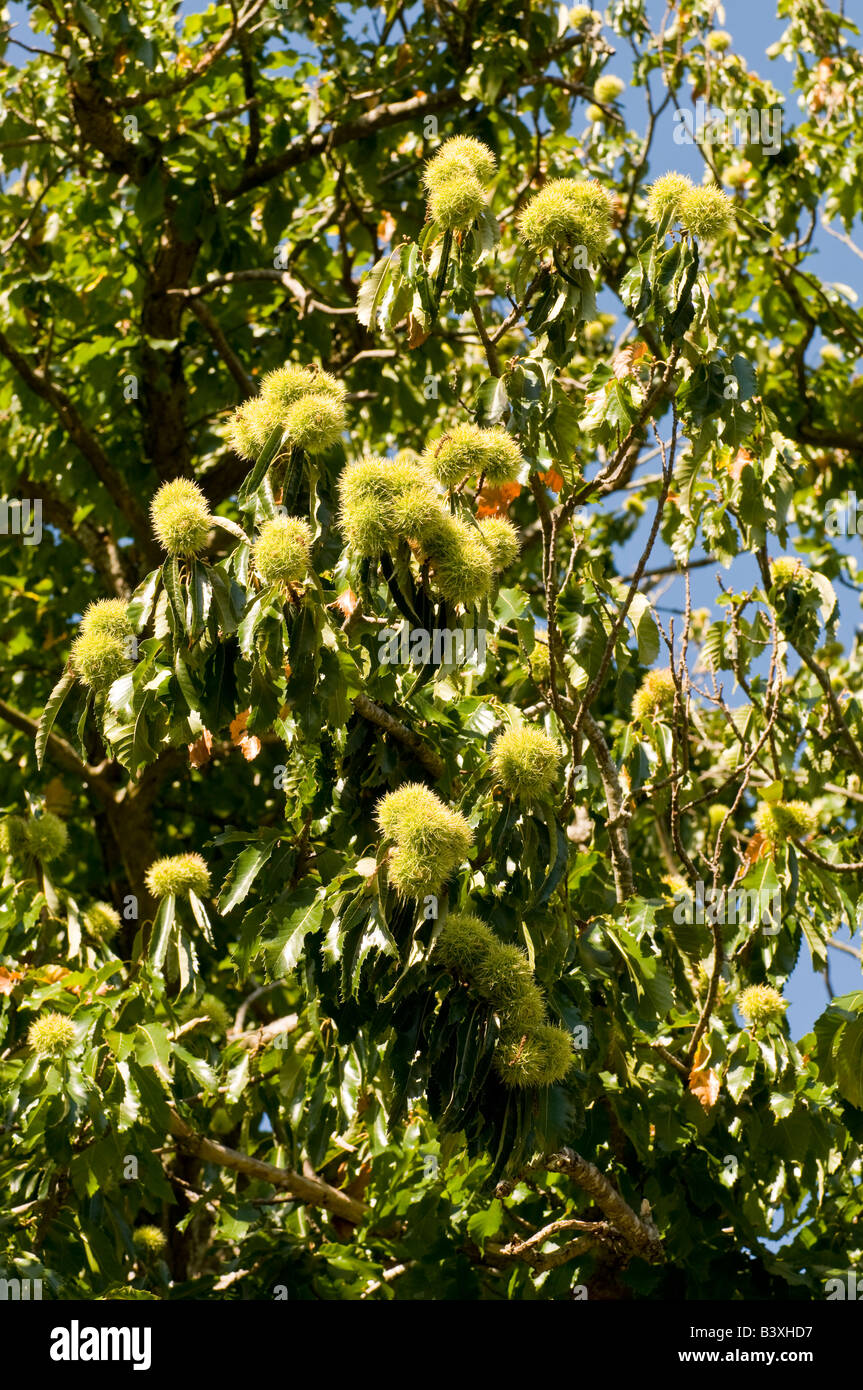 Spanish Chestnut tree fruits - Castanea sativa - Indre et Loire, France ...