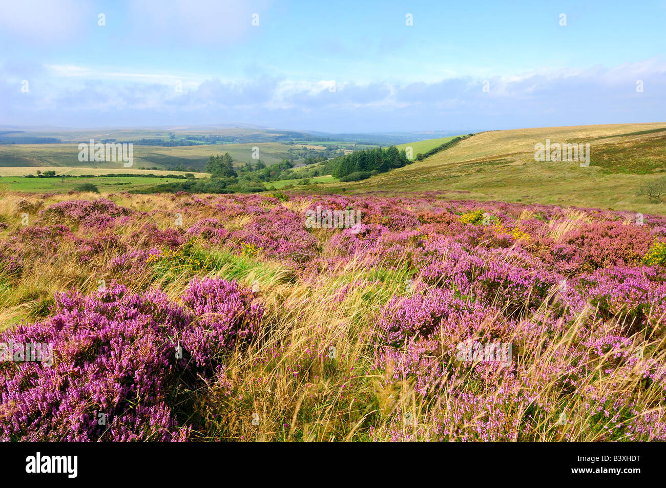 Heather is full bloom hi-res stock photography and images - Alamy